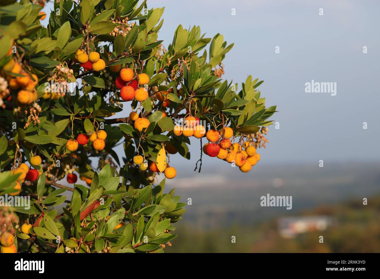 fruits of Arbutus unedo yellow and red in autumn. The arbutus is a ...