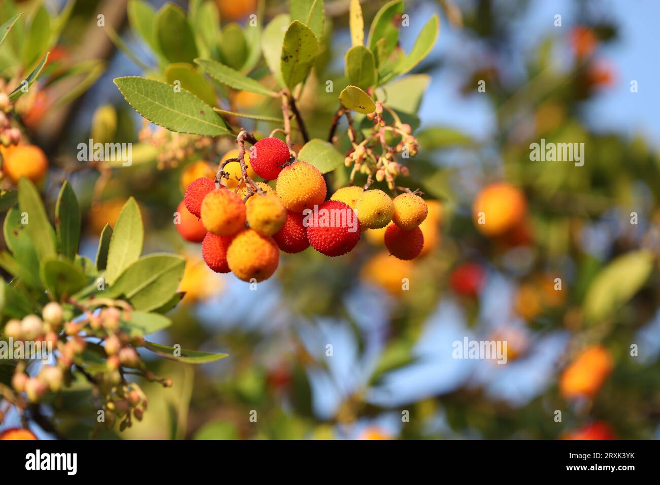 fruits of Arbutus unedo yellow and red in autumn. The arbutus is a ...