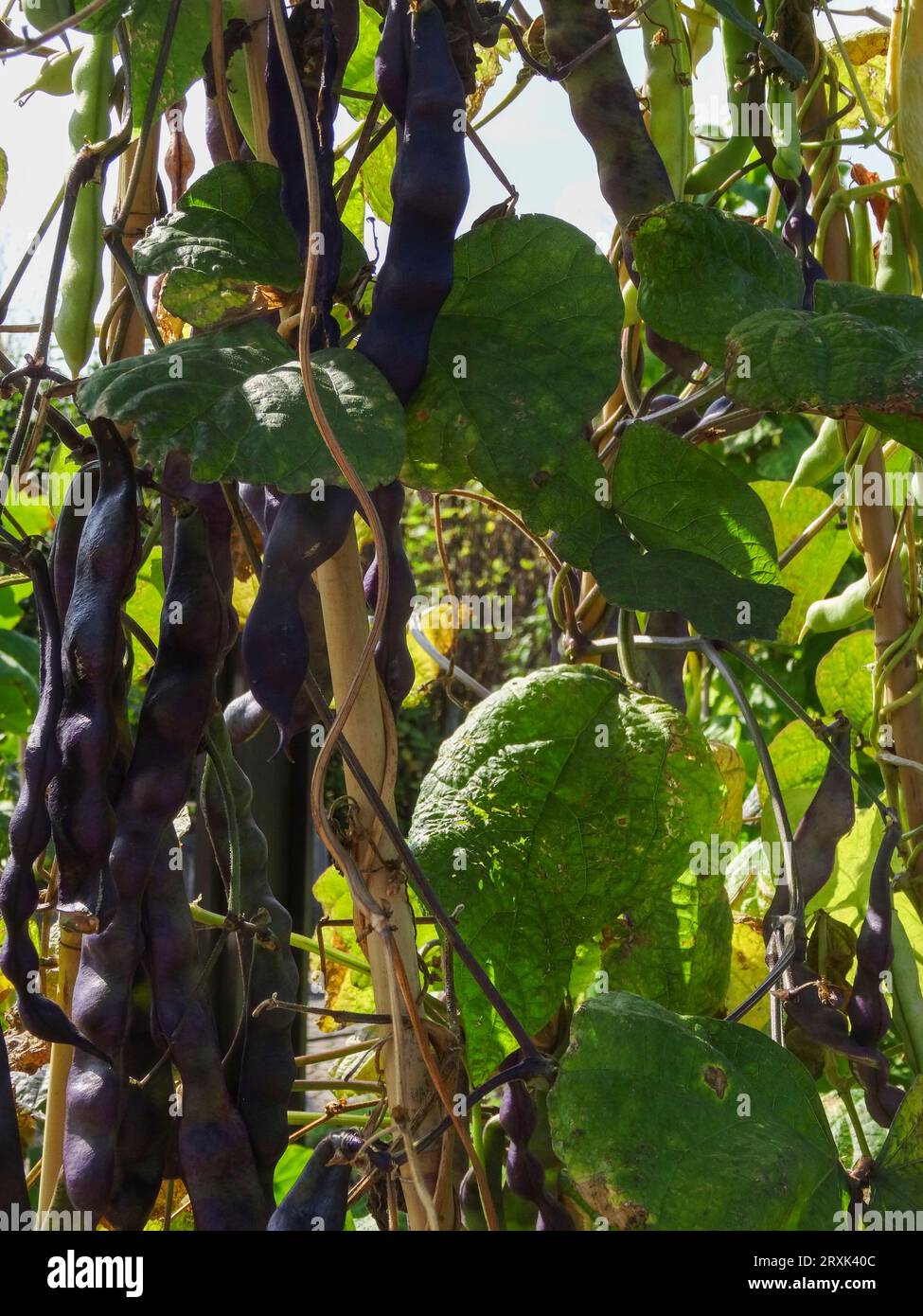Natural close up food, vegetable, portrait of the large podded Climbing ...