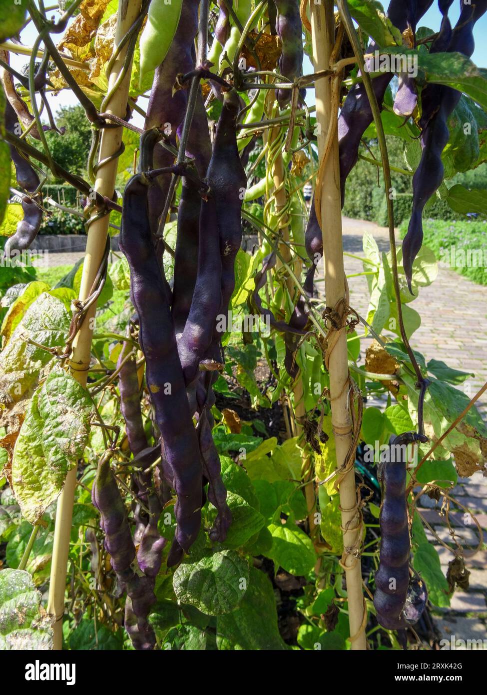 Natural close up food, vegetable, portrait of the large podded Climbing ...