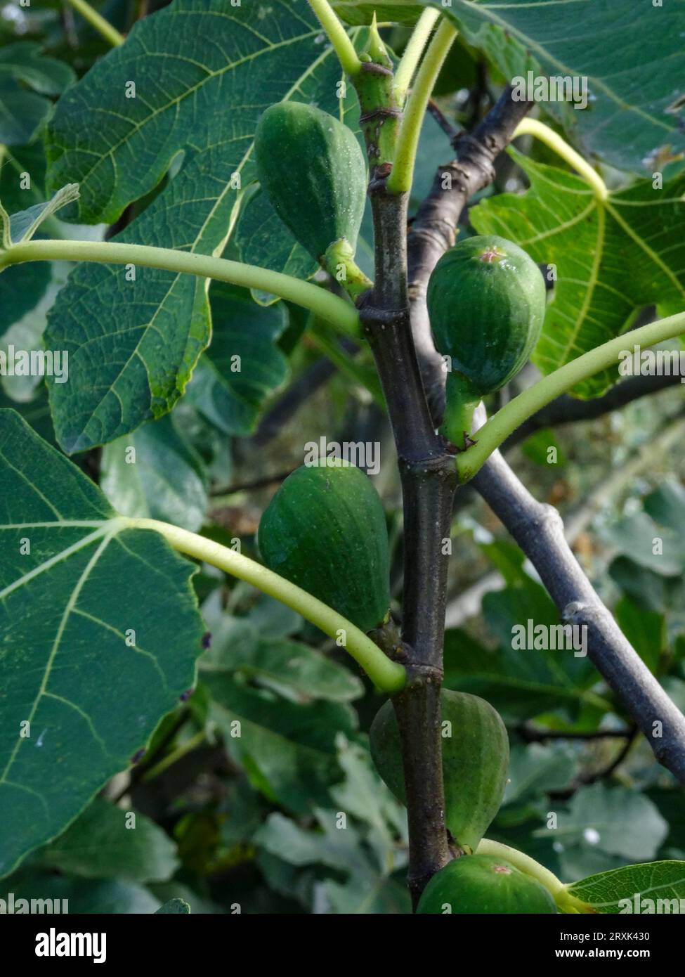Bite the fig hi-res stock photography and images - Alamy