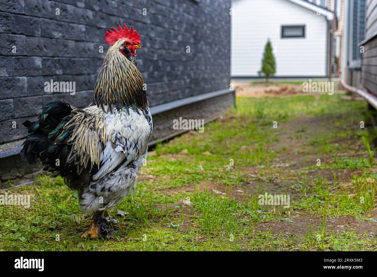 Bird comb hi-res stock photography and images - Alamy