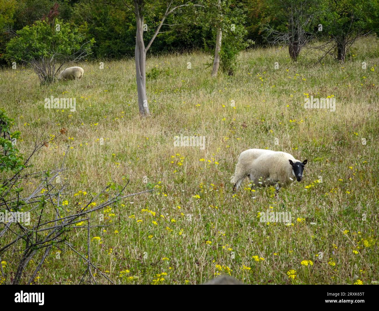 Intimate landscape portrait of the environmentally critical The Surrey ...