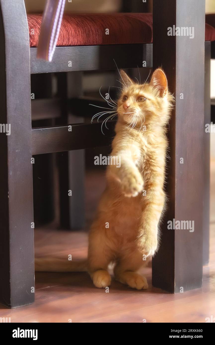 Portrait of adorable playful ginger cat kitten standing indoors Stock ...