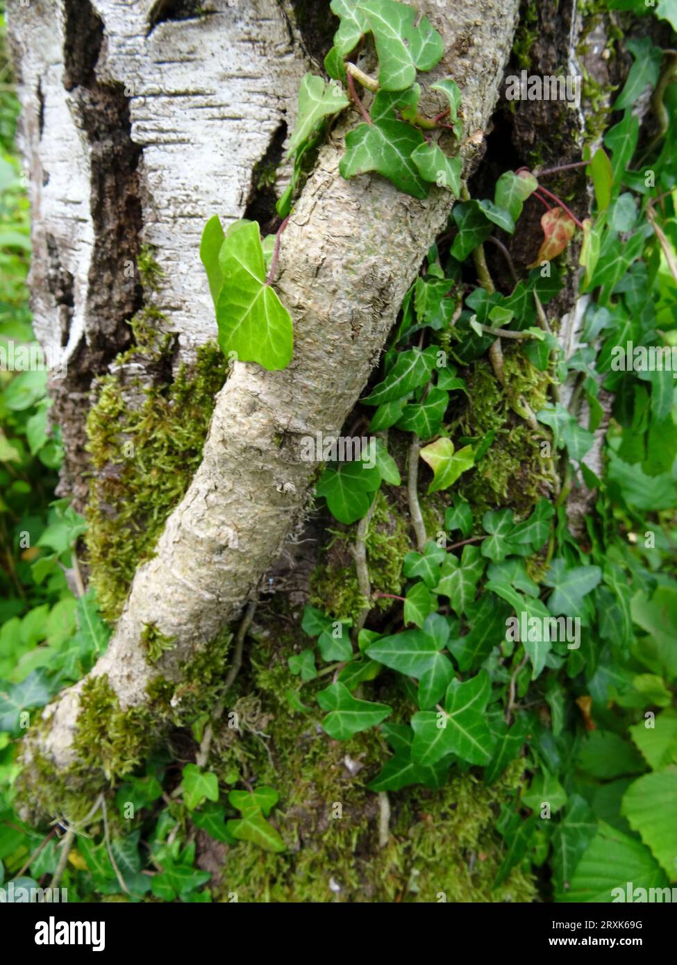 Natural semi close up environmental plant portrait showing intimate ...
