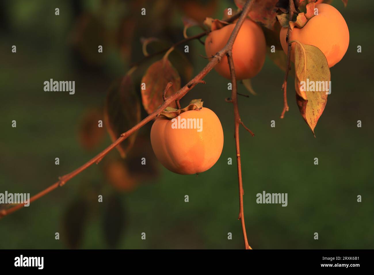 The persimmon fruit trees in autumn Stock Photo - Alamy