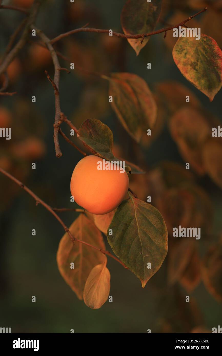 The persimmon fruit trees in autumn Stock Photo - Alamy