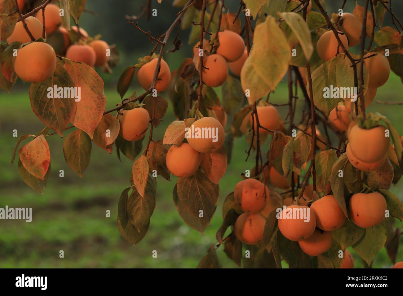 The persimmon fruit trees in autumn Stock Photo - Alamy