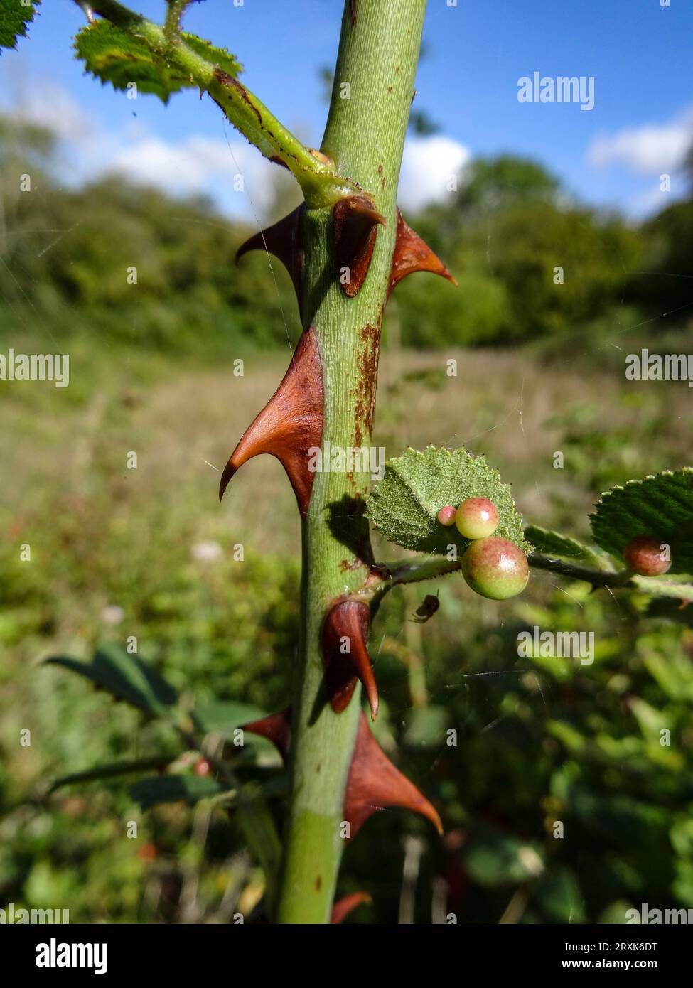 Natural summer sunshine portraits of wild rose, Rosa canina, the dog ...
