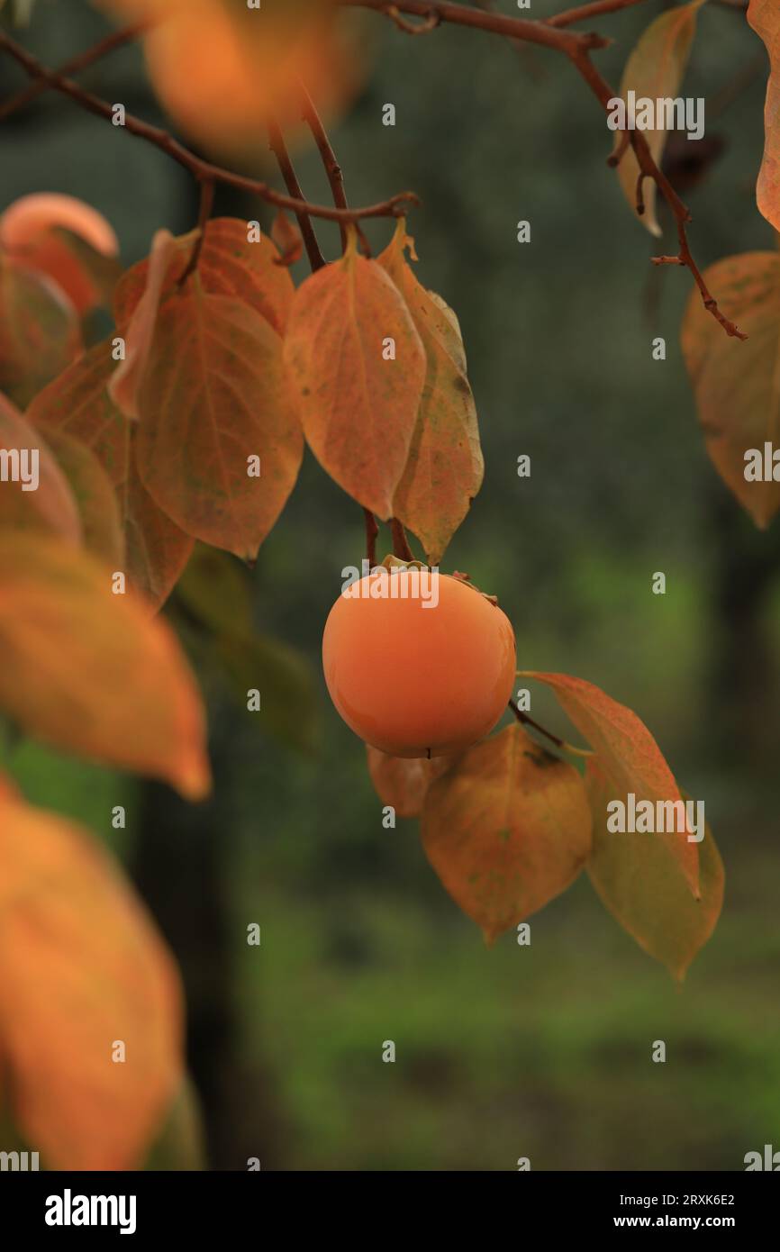 Temperate fruit trees hi-res stock photography and images - Alamy