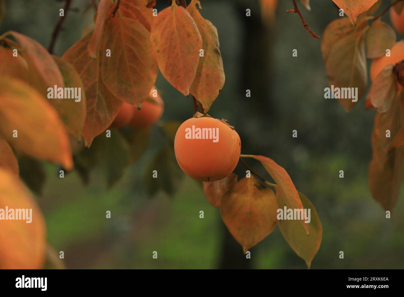 The persimmon fruit trees in autumn Stock Photo - Alamy