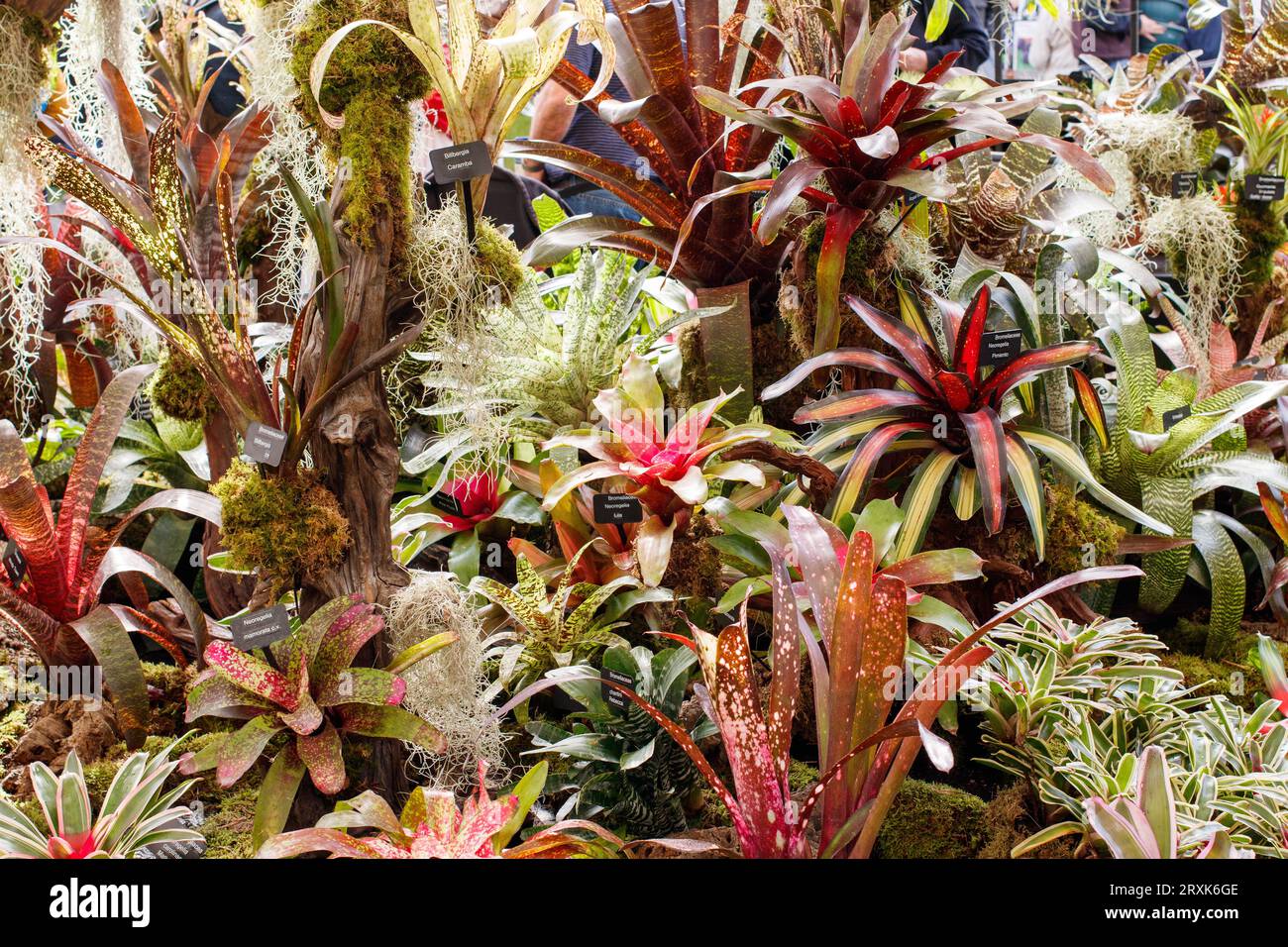 Bromeliaceae varieties hi-res stock photography and images - Alamy