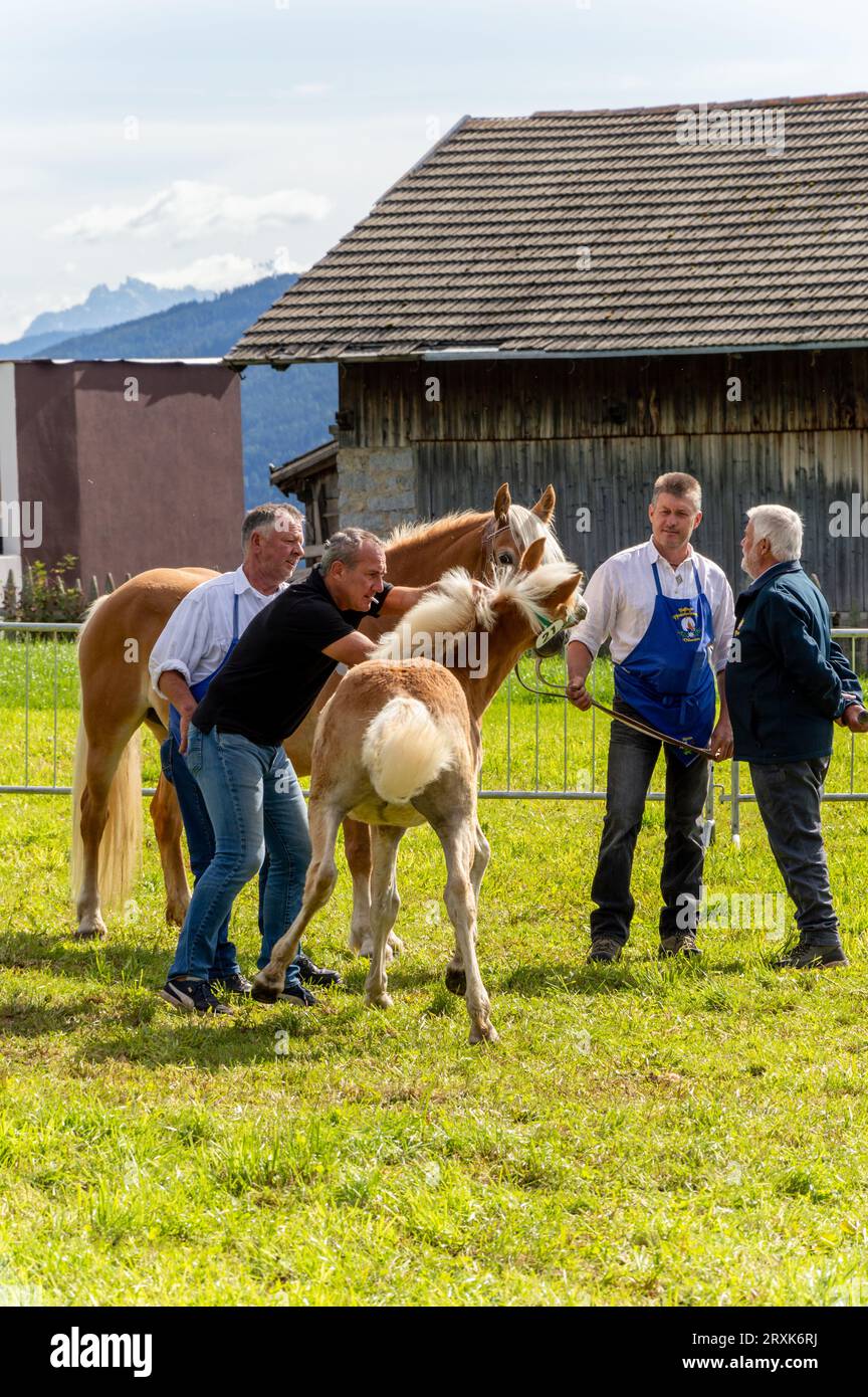 The veterinarian gives the horse an injection ( Haflinger Stock Photo ...