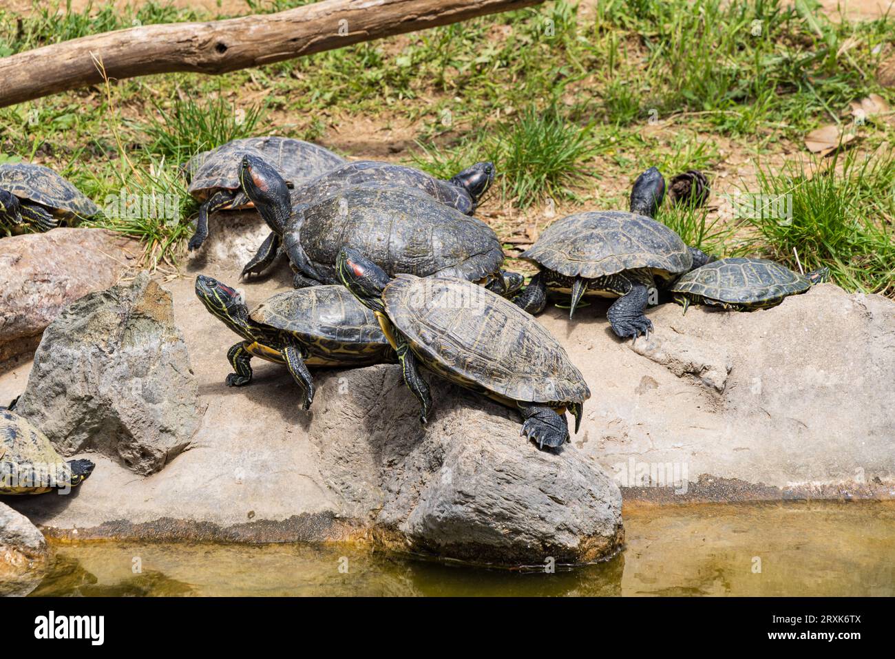 Red-eared terrapin and cumberland slider turtles in Pendion Areos ...