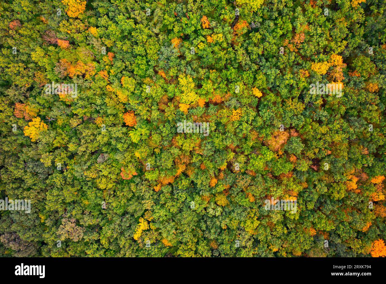 Nature's Artistry Unveiled: Abstract Autumn Forest Patterns in Aerial ...