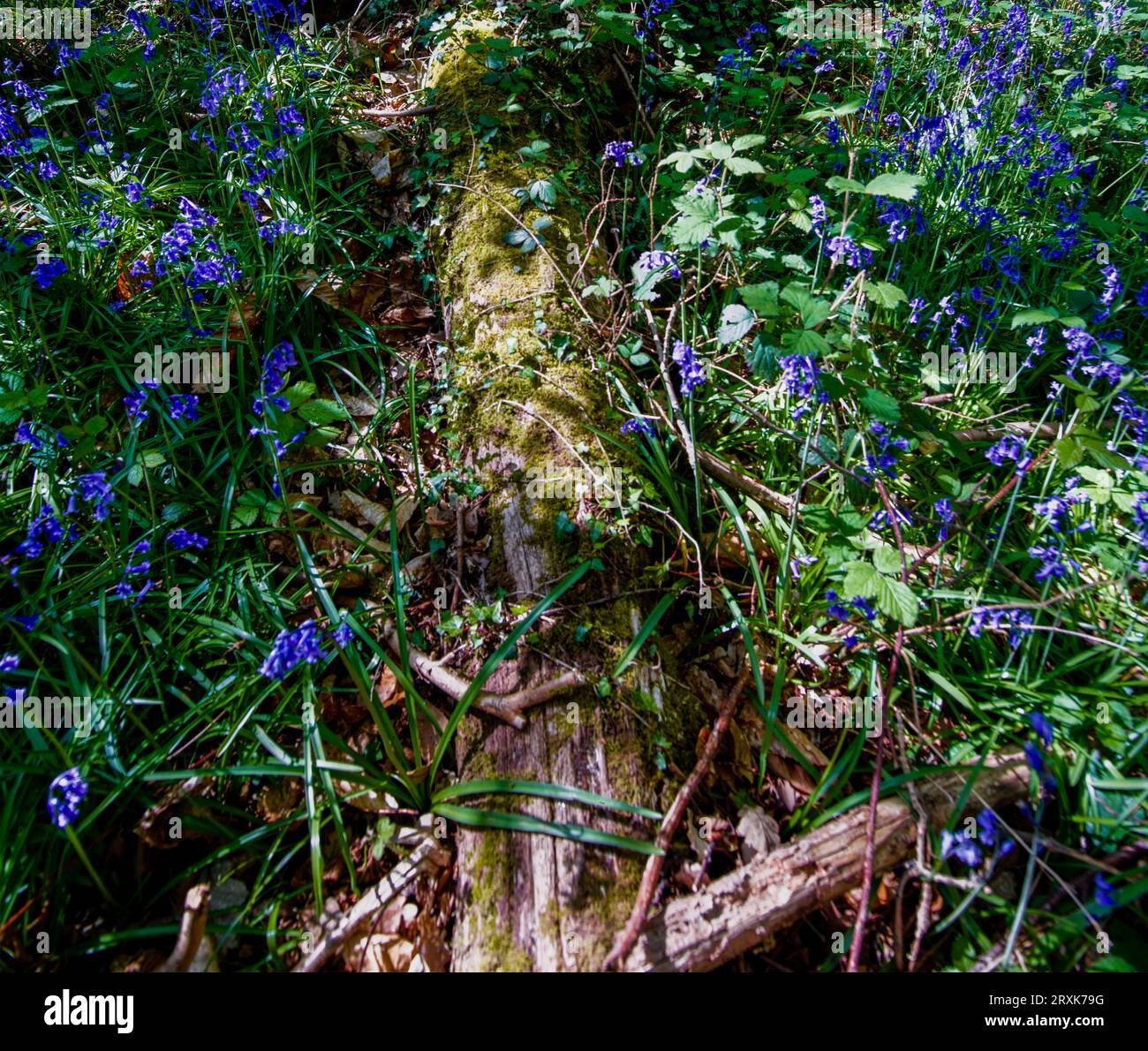 Natural semi close up environmental plant portrait showing intimate ...