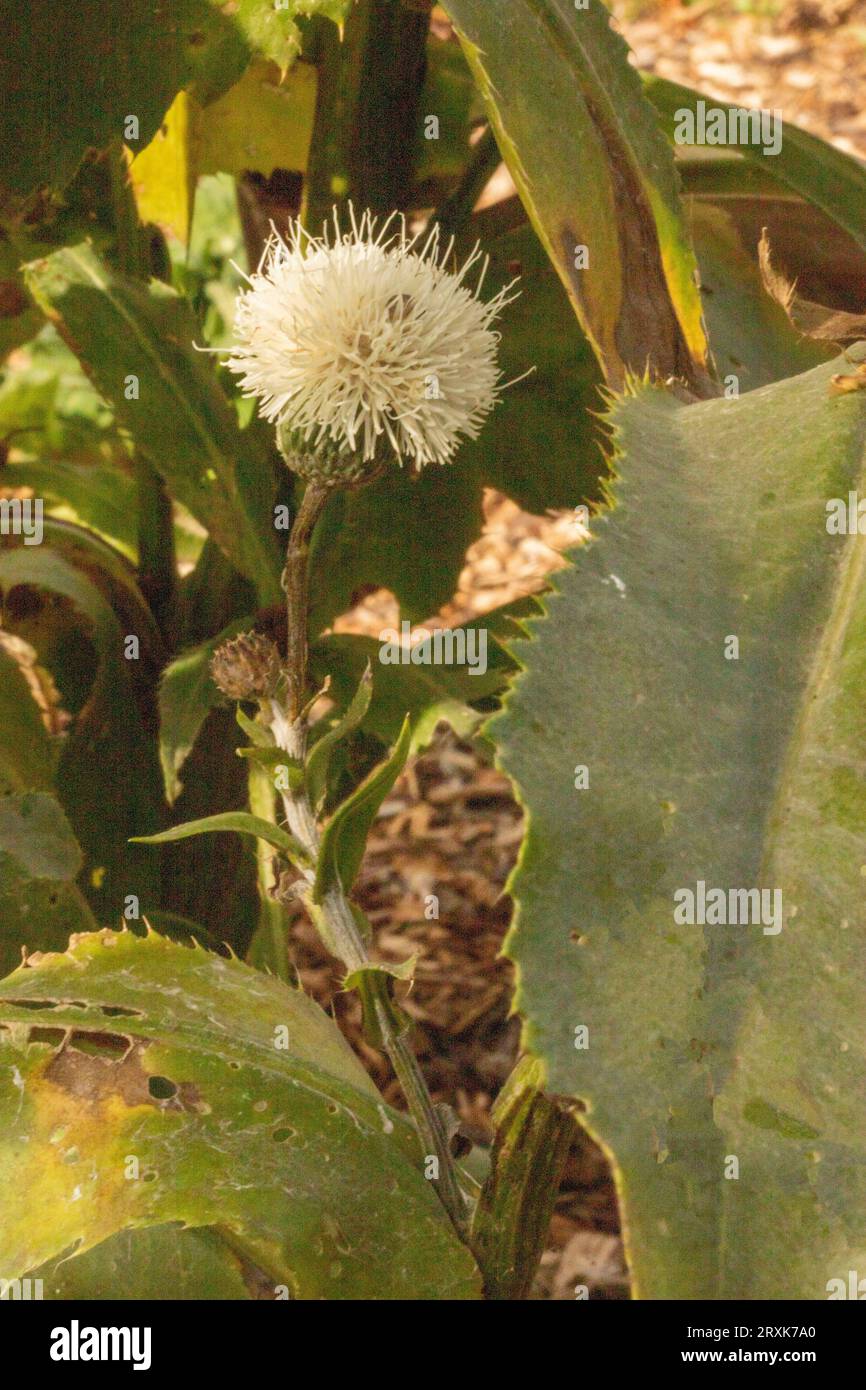 Natural close up flowering plant portrait of Klasea Bulgarica, insoft ...