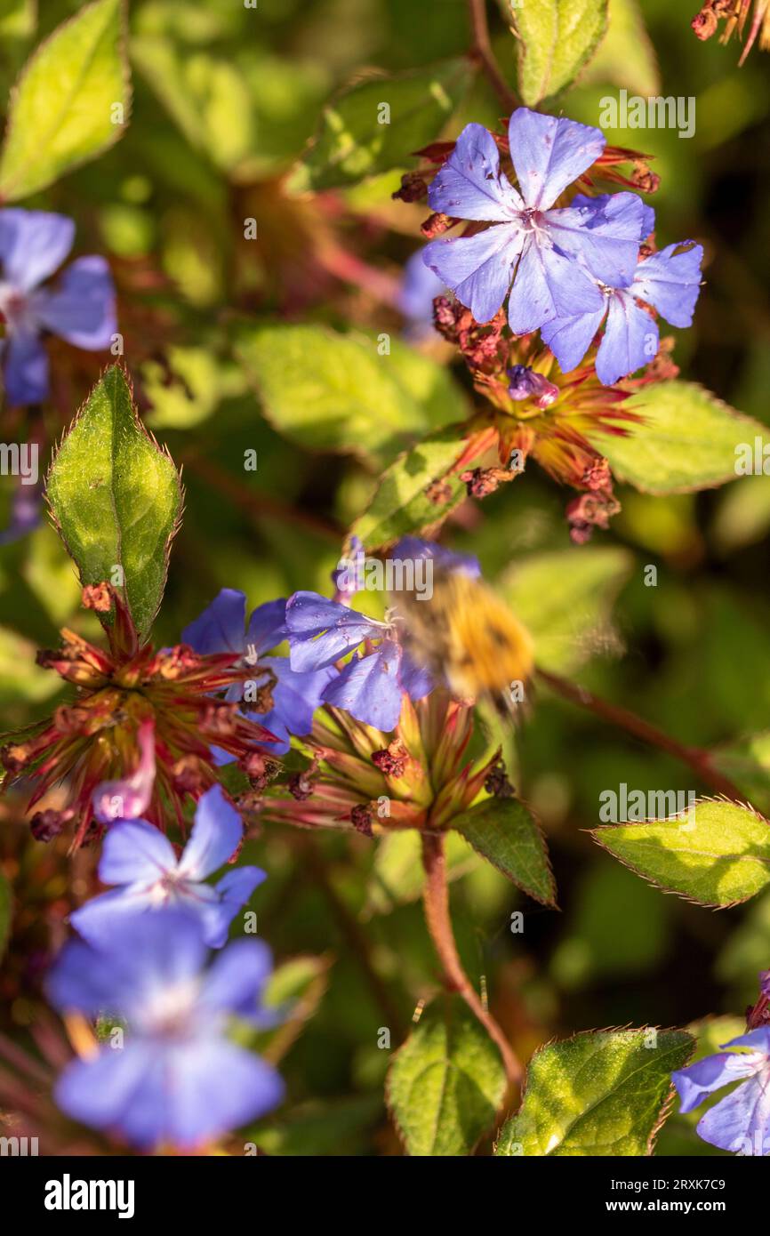Prolifically beautiful natural close up flowering plant portrait of ...