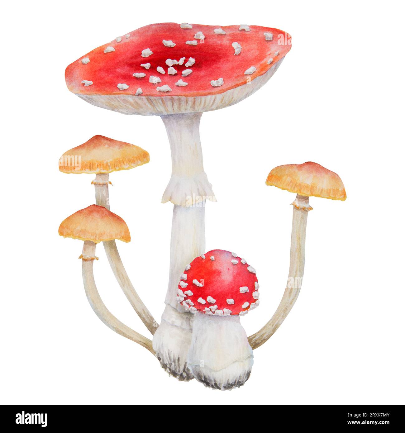 Red Fly Agaric And Galerina Marginata Watercolor Hand Drawn Realistic