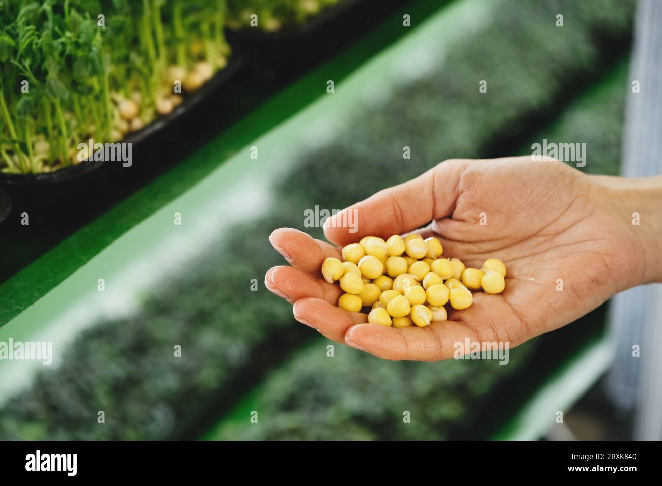 Choose seeds for planting new microgreens on the vertical indoor farm ...