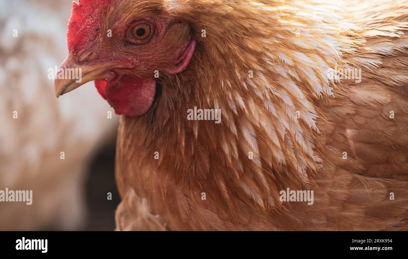 Bio chicken farm hi-res stock photography and images - Alamy