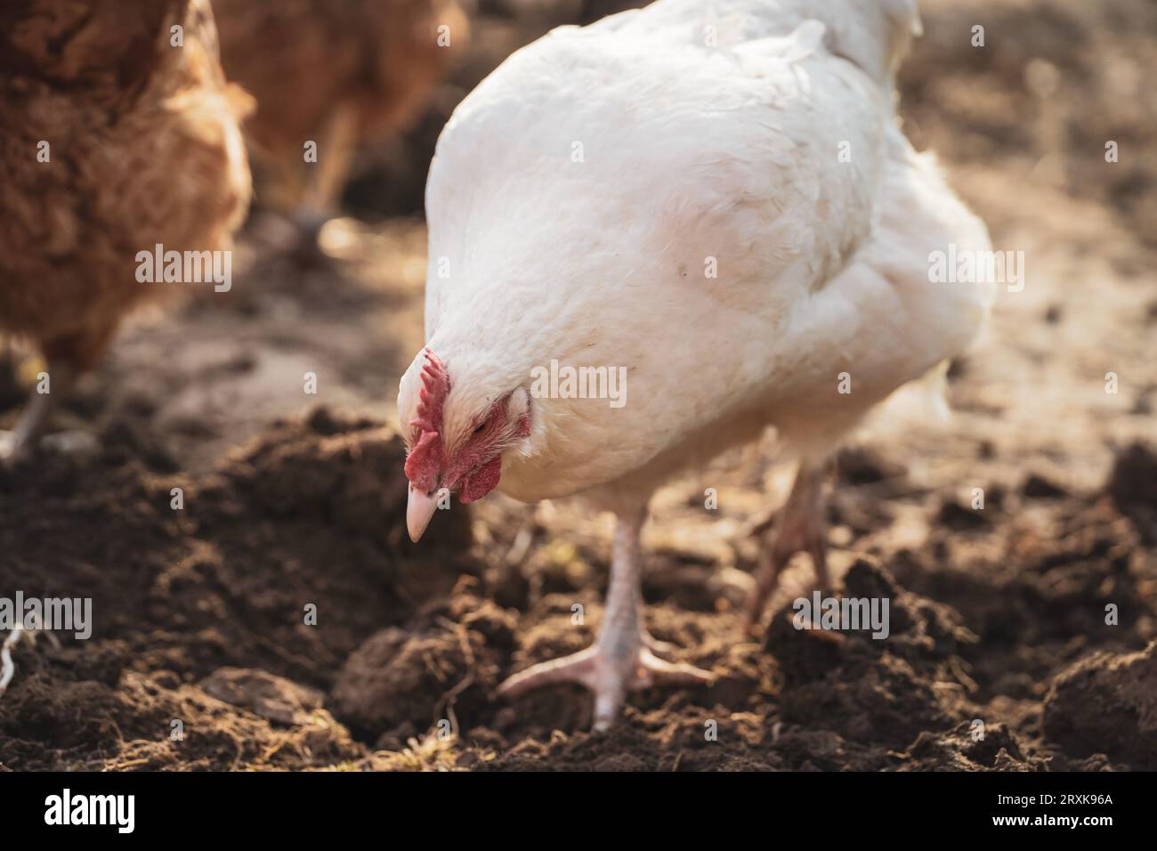 Female chicken hi-res stock photography and images - Alamy
