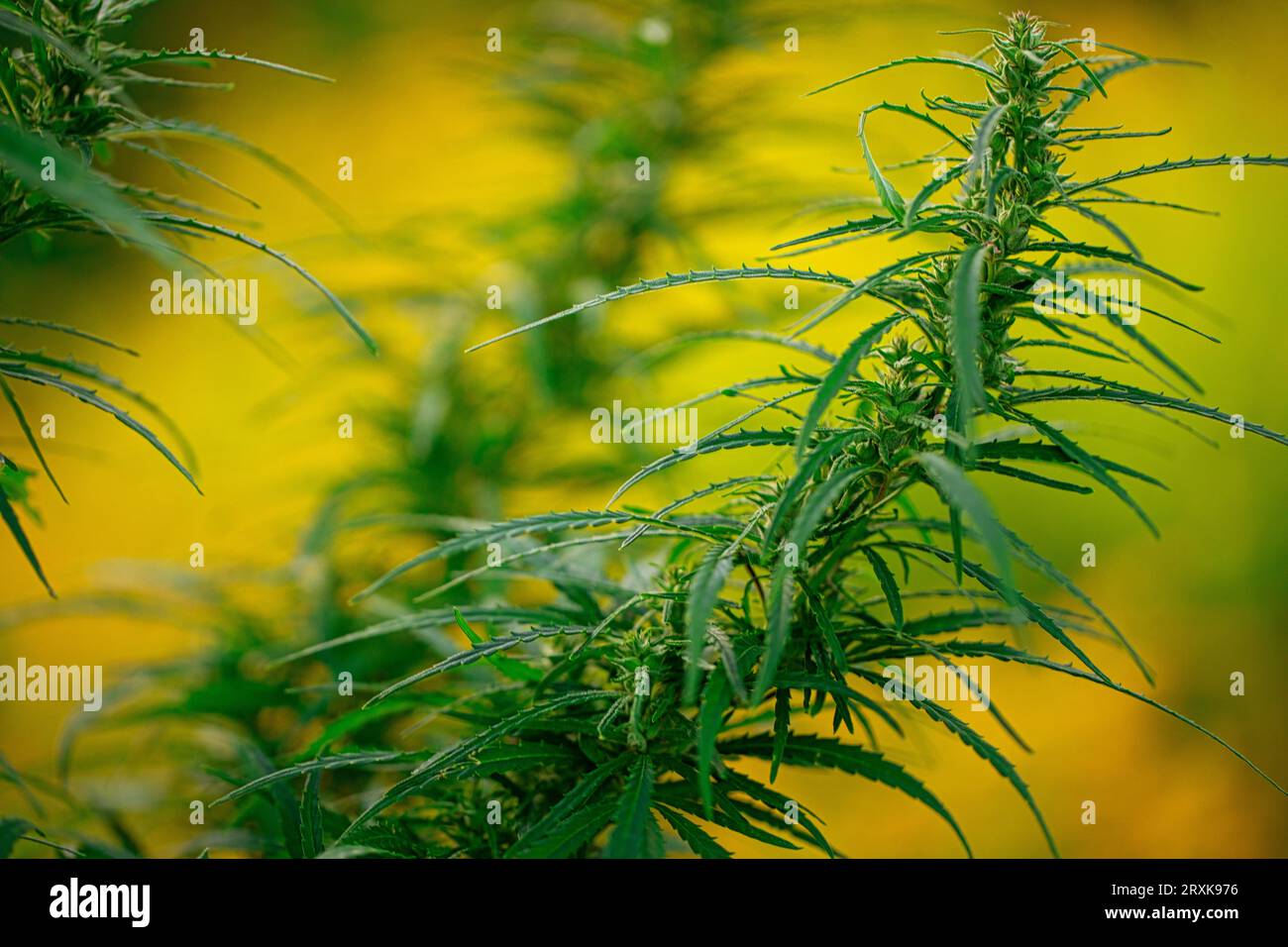 Defenders in Flight: A Colossal Military Transport Plane Rules the ...