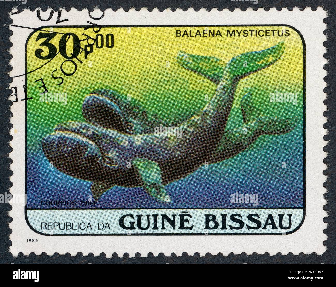 The bowhead whale (Balaena mysticetus). Postage stamp issued in Guinea ...