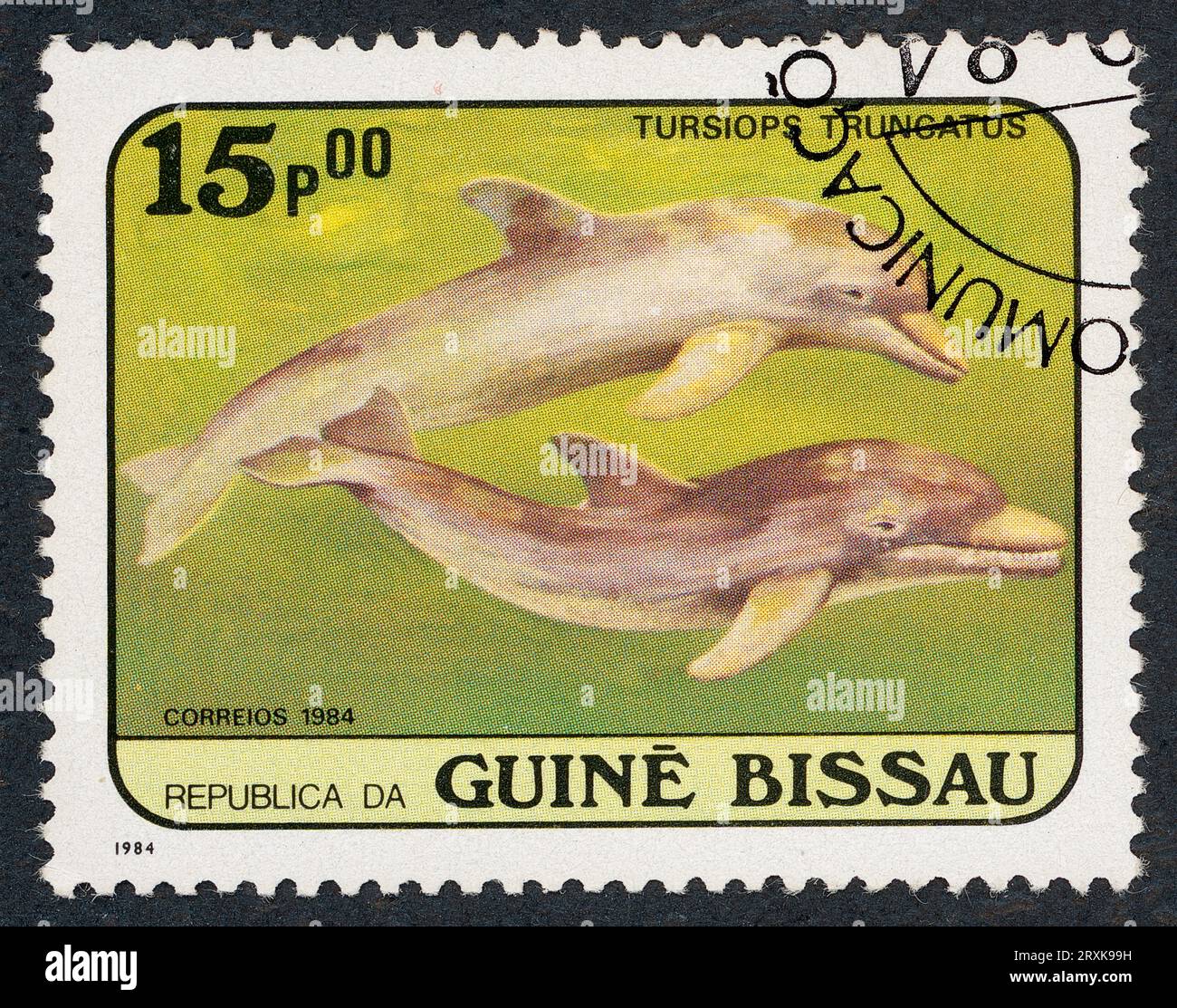 The common bottlenose dolphin or Atlantic bottlenose dolphin (Tursiops ...