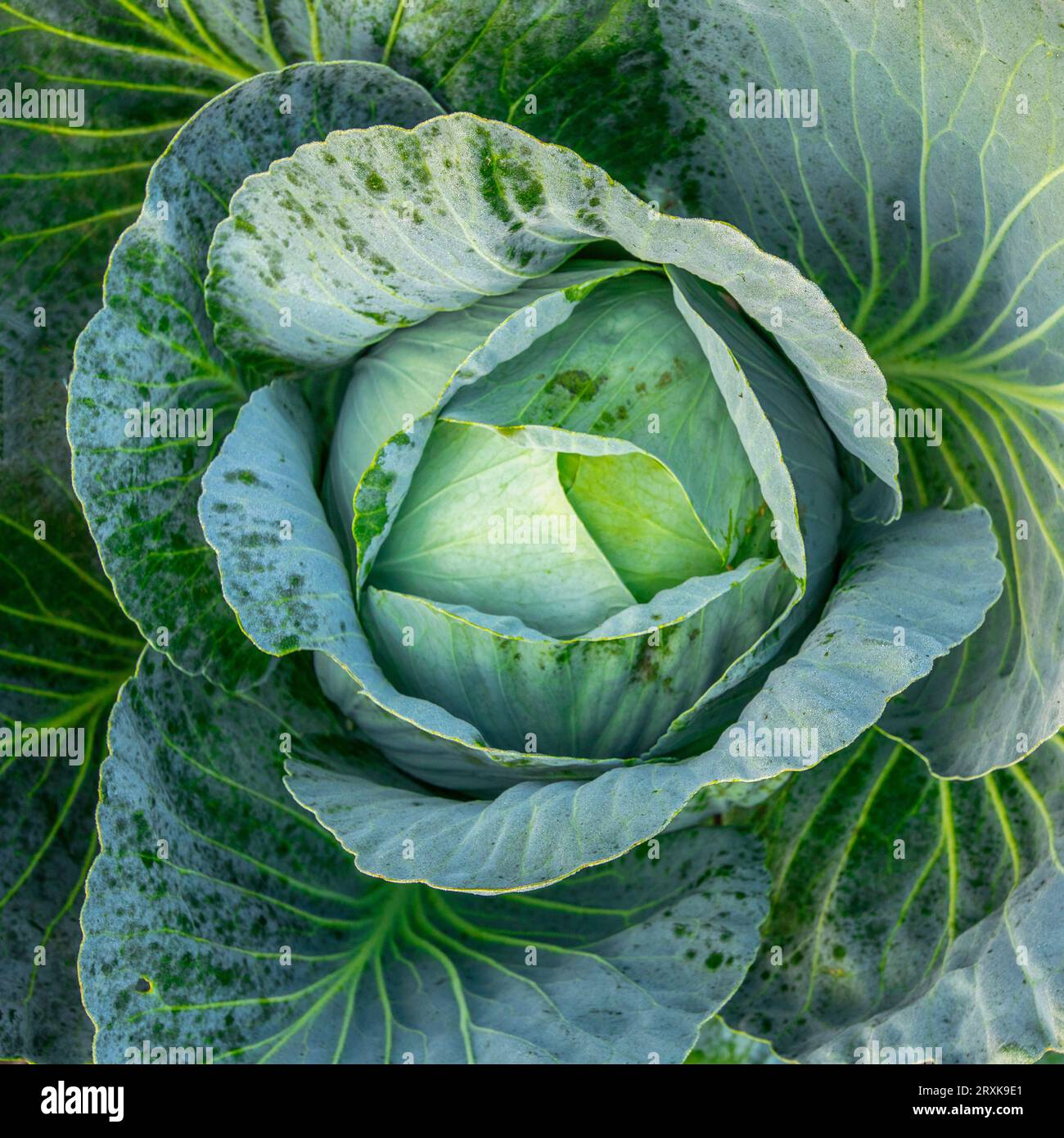Captivating Cabbage Leaves Stretching Outwards in Perfectly Tended Rows ...