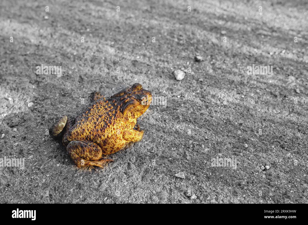 Field frog. Contrast photo of field frog on gray earthy soil. Close up ...