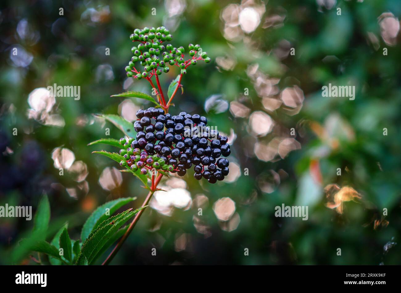 Branch of ripe black elder in sunlight. Colored blurred highlights ...