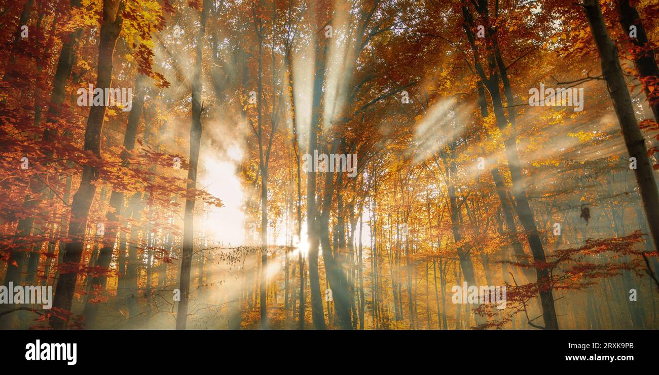 Forest awakens in spring hi-res stock photography and images - Alamy