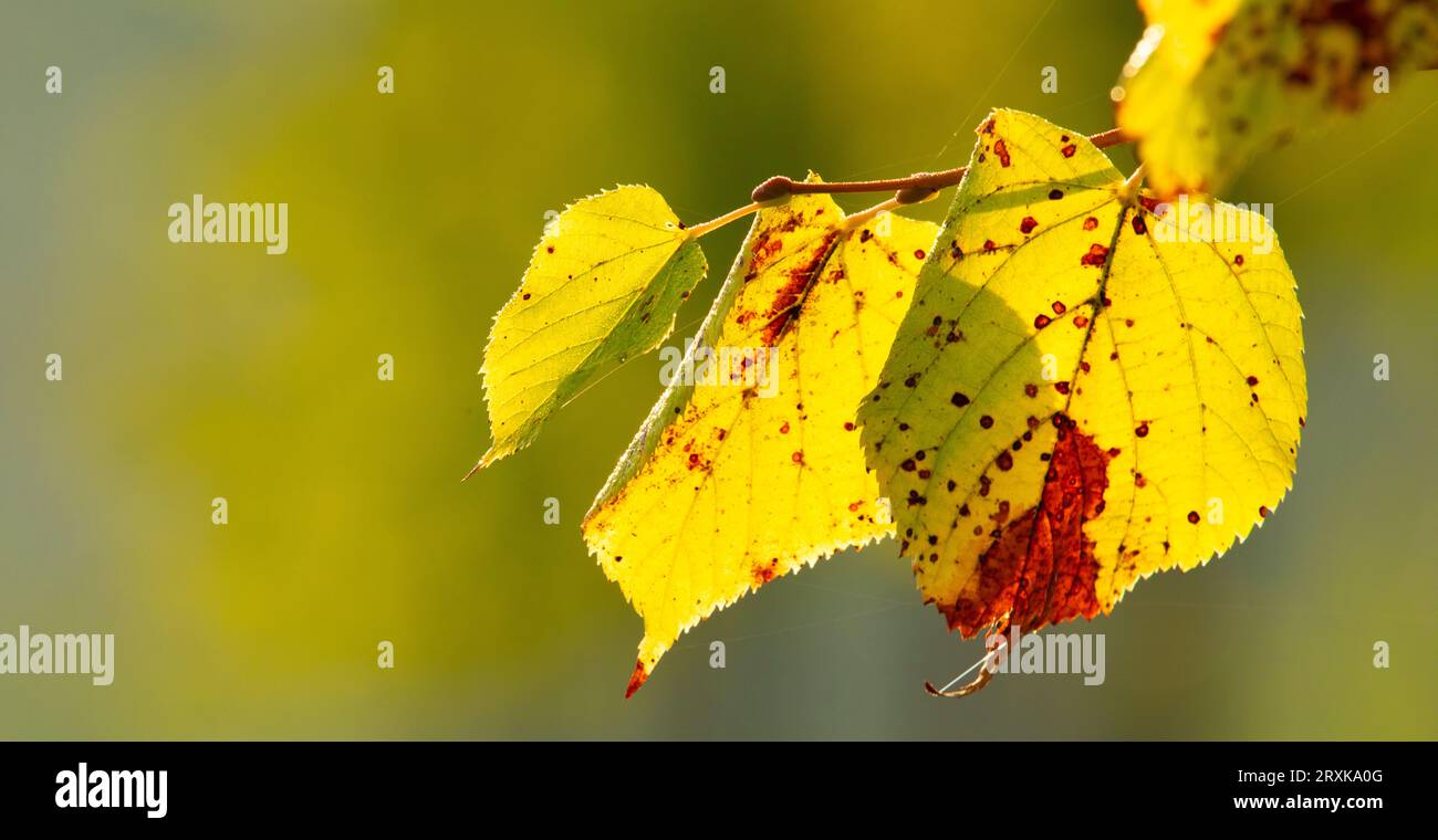 Falling into Autumn: Yellow Leaves on Tree Limbs Stock Photo - Alamy