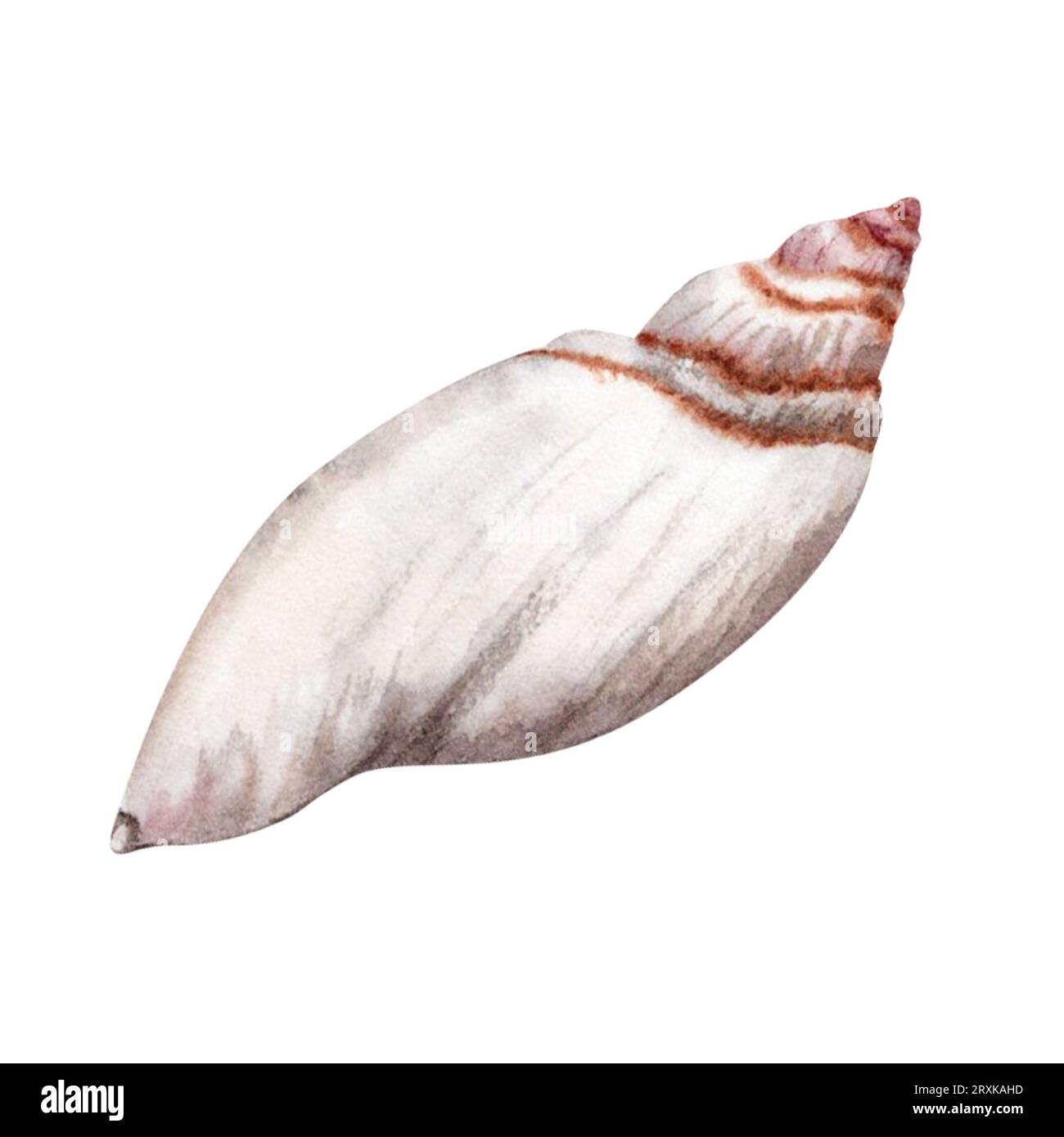 Watercolor seashell illustration isolated on white background. Hand ...