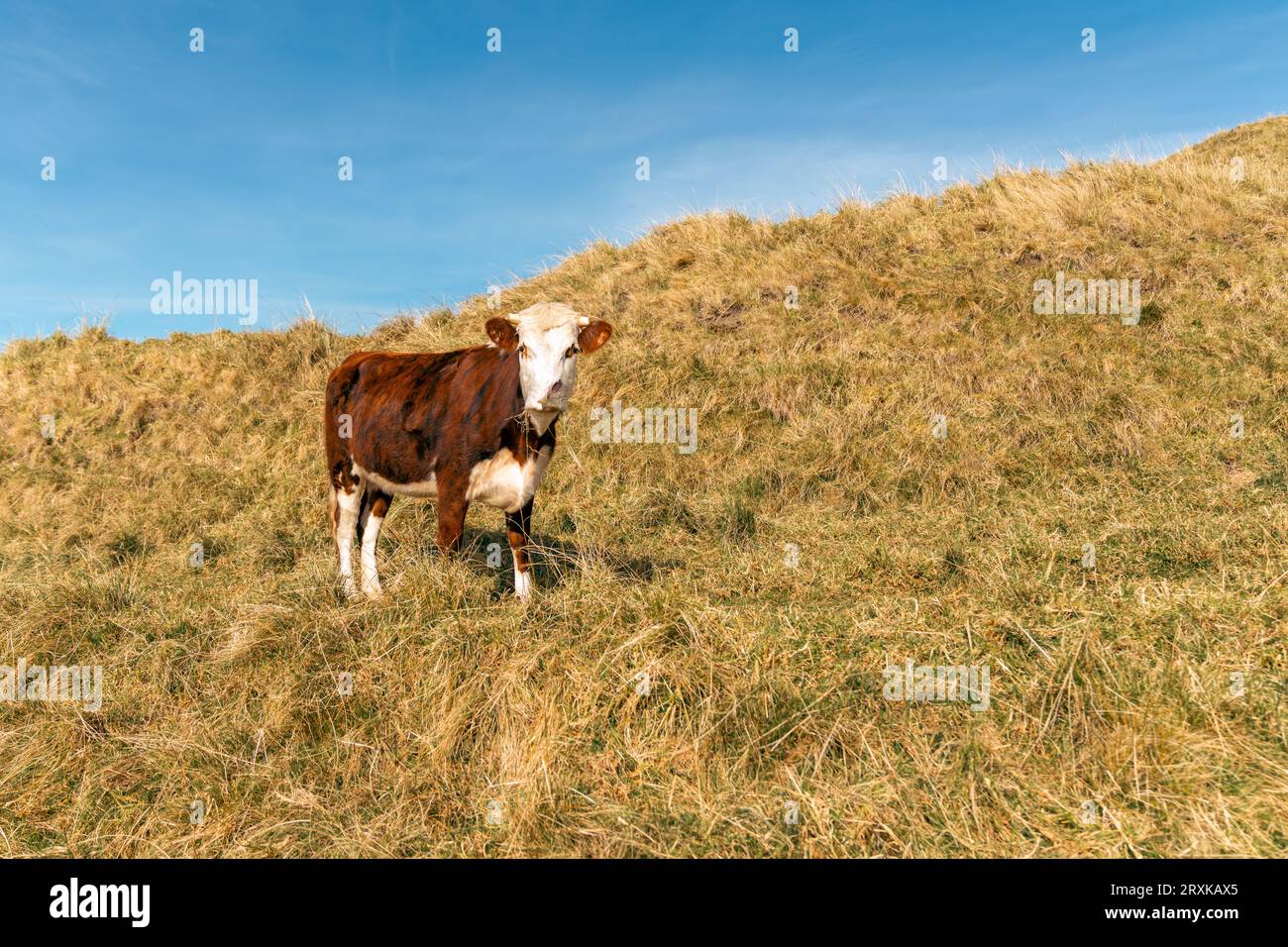 Dairy cow on hill hi-res stock photography and images - Alamy
