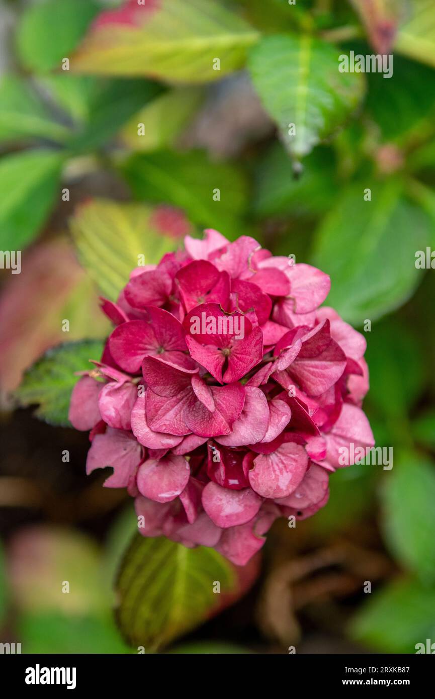 Dying hydrangea hi-res stock photography and images - Alamy