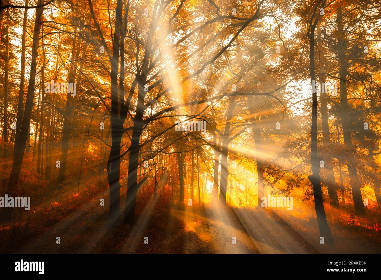 Golden Hour in Fall: The Forest Awakens Under Fog-Kissed Sunlight Stock ...