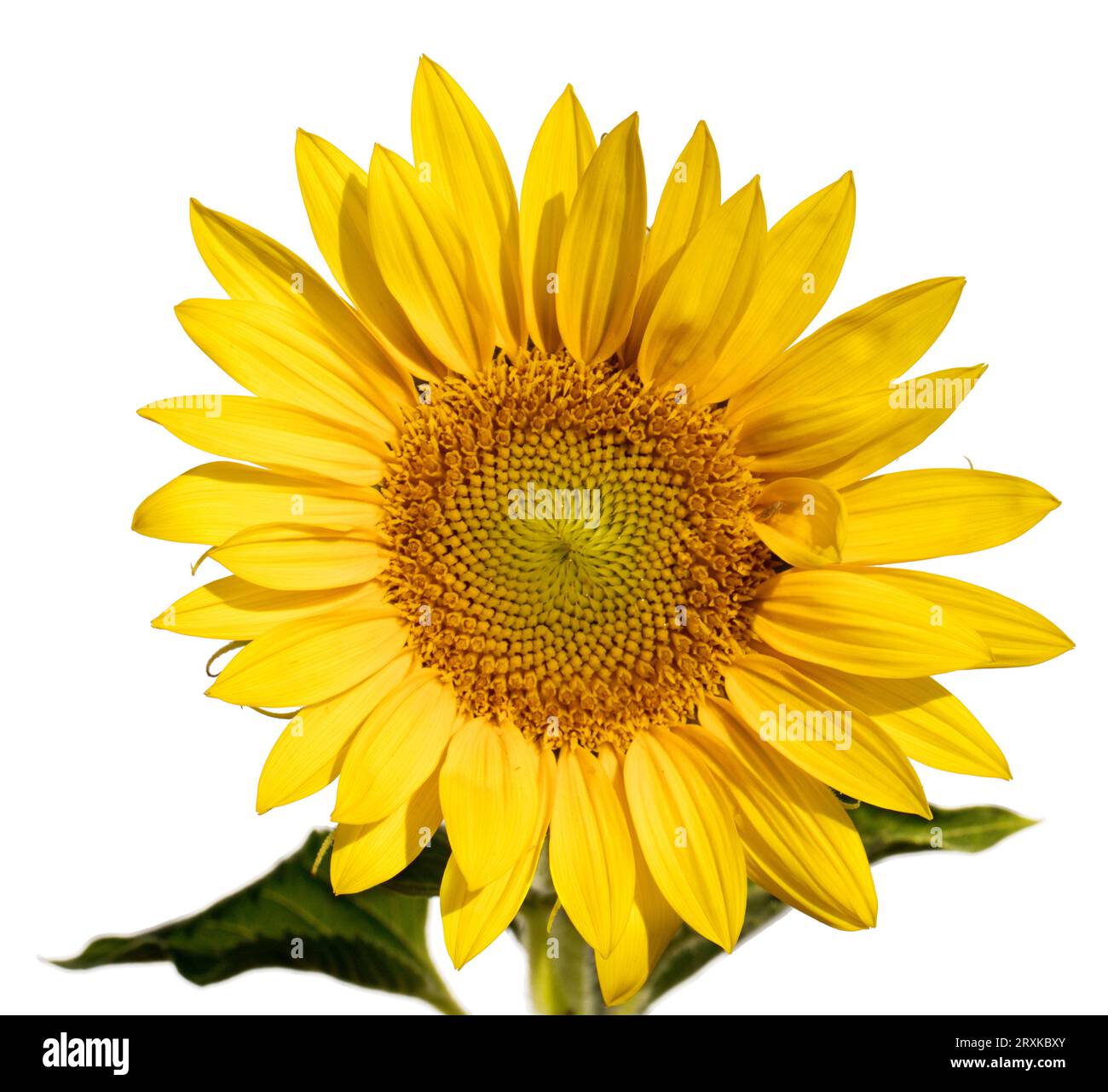 Natures color contrast hi-res stock photography and images - Alamy