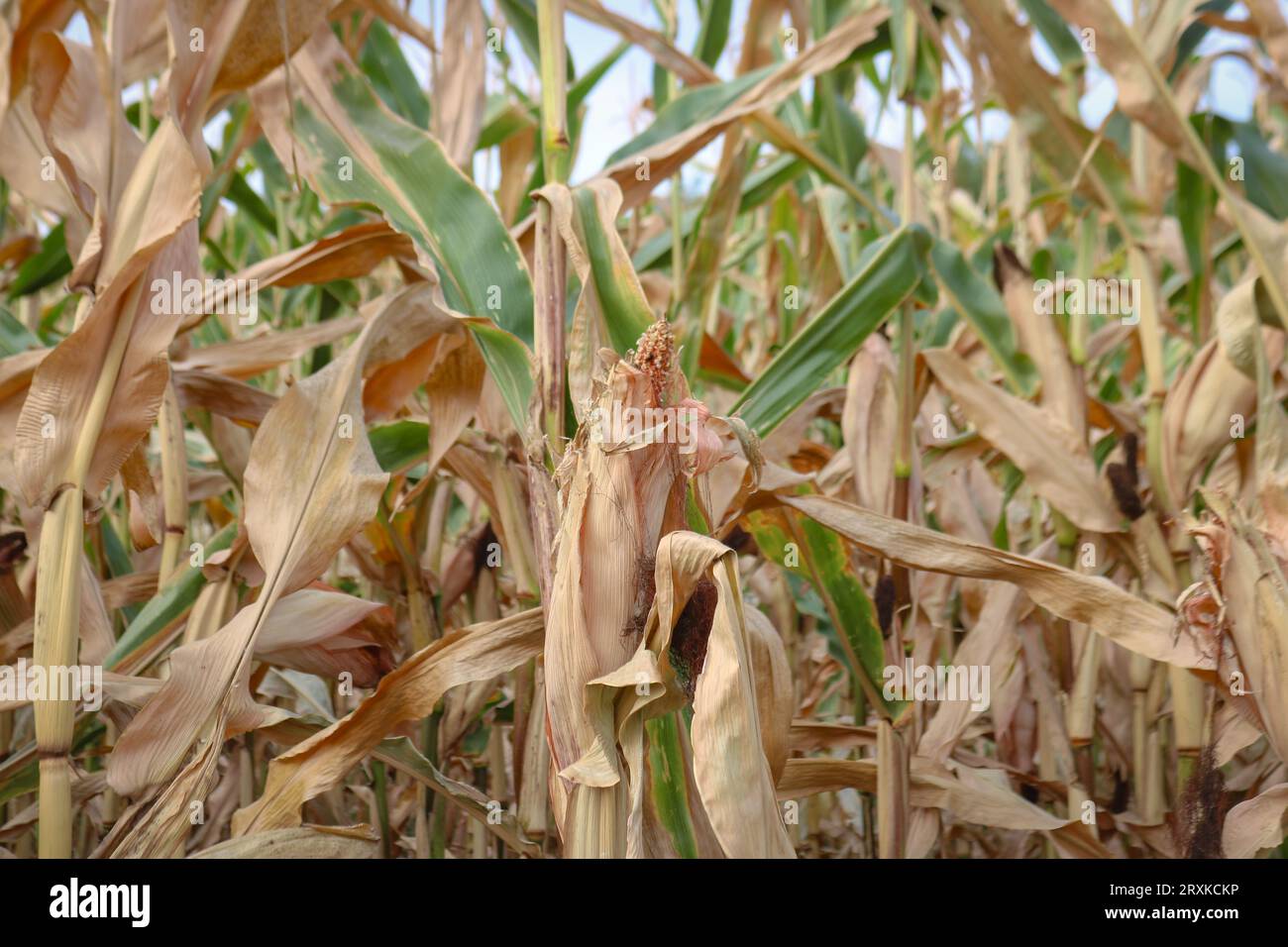 Corn filed hi-res stock photography and images - Alamy