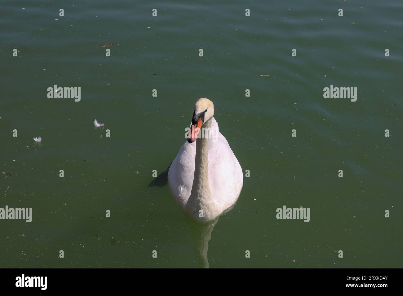 Swan theme hi-res stock photography and images - Alamy