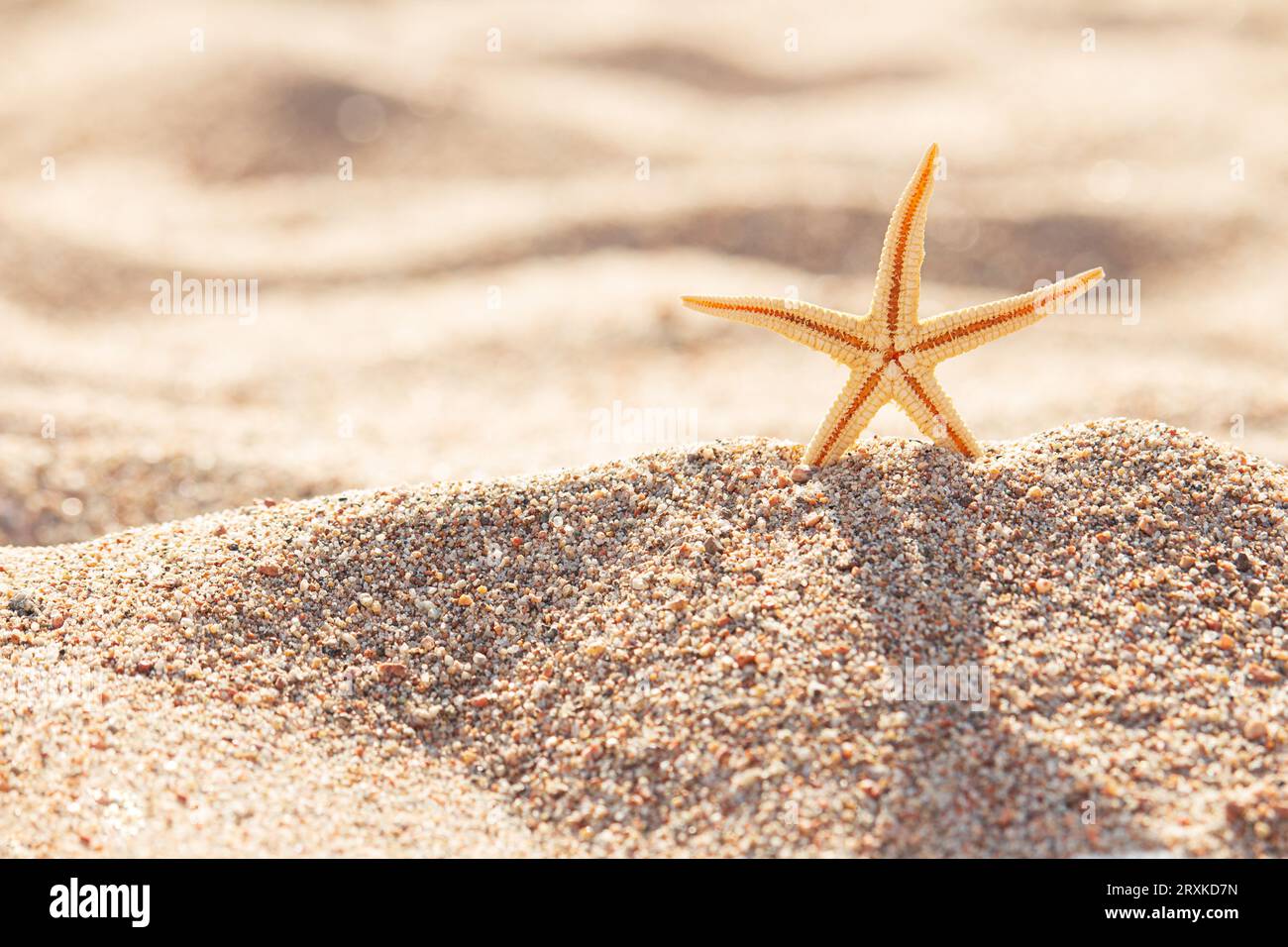 Star beach hi-res stock photography and images - Alamy