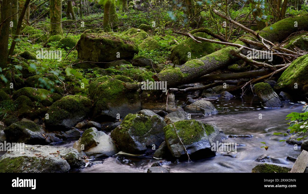 Moss rocks trees hi-res stock photography and images - Alamy