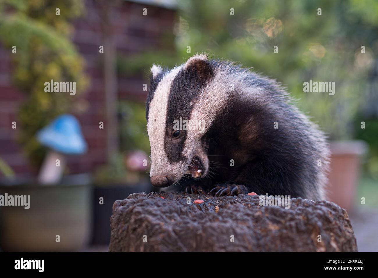 Close up young badger in a residential garden Stock Photo - Alamy