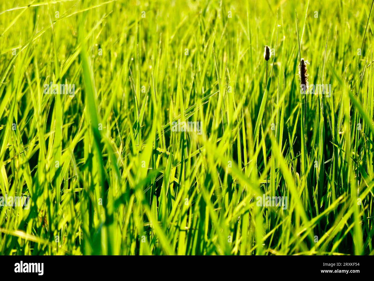 Green grass and plantain backlighted by the sun during sunset Stock ...