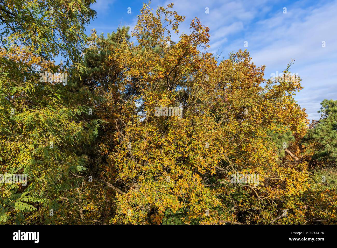 Mixed forest in the autumn season with different deciduous trees ...