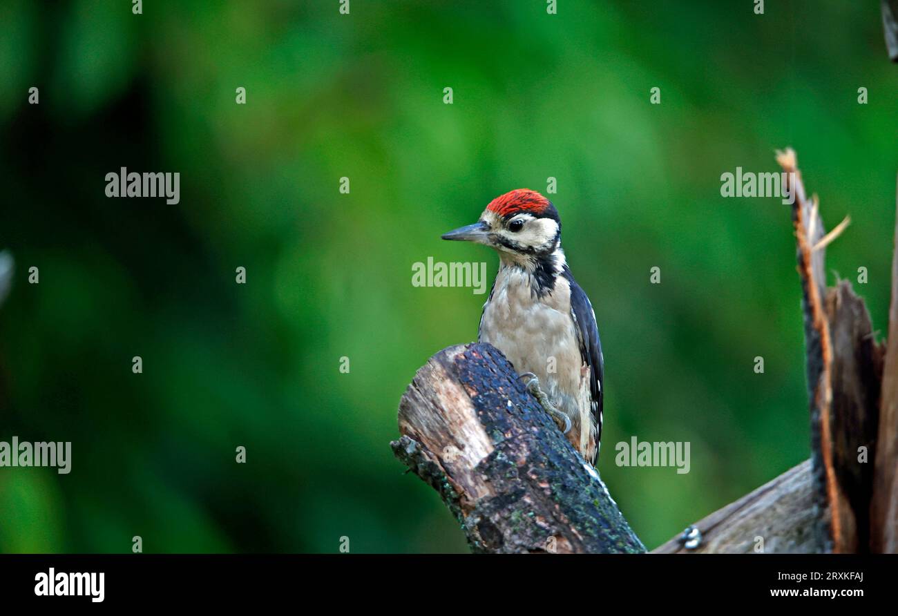 Female great spotted woodpeckers hi-res stock photography and images ...