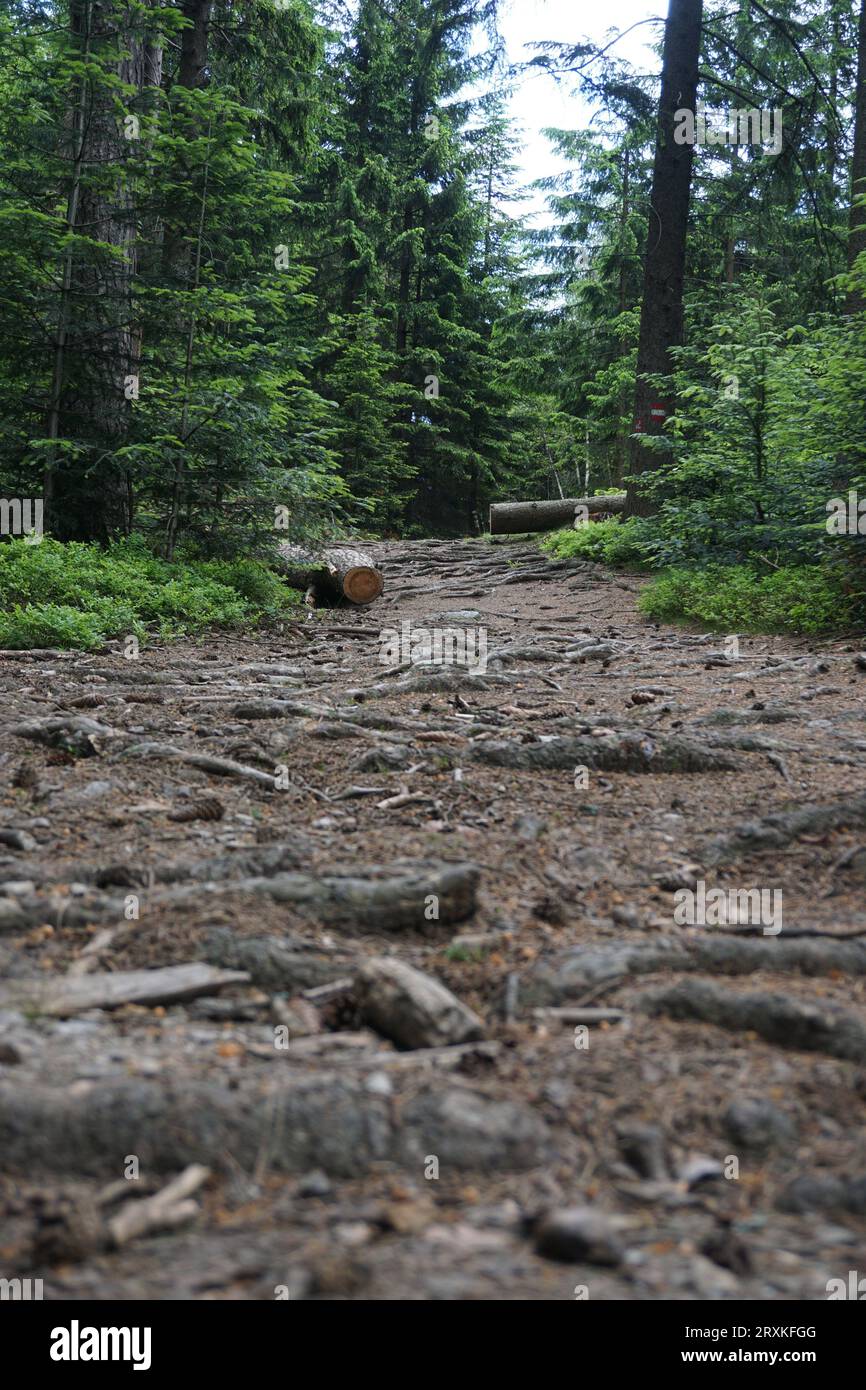 Pine cone forest ground hi-res stock photography and images - Alamy