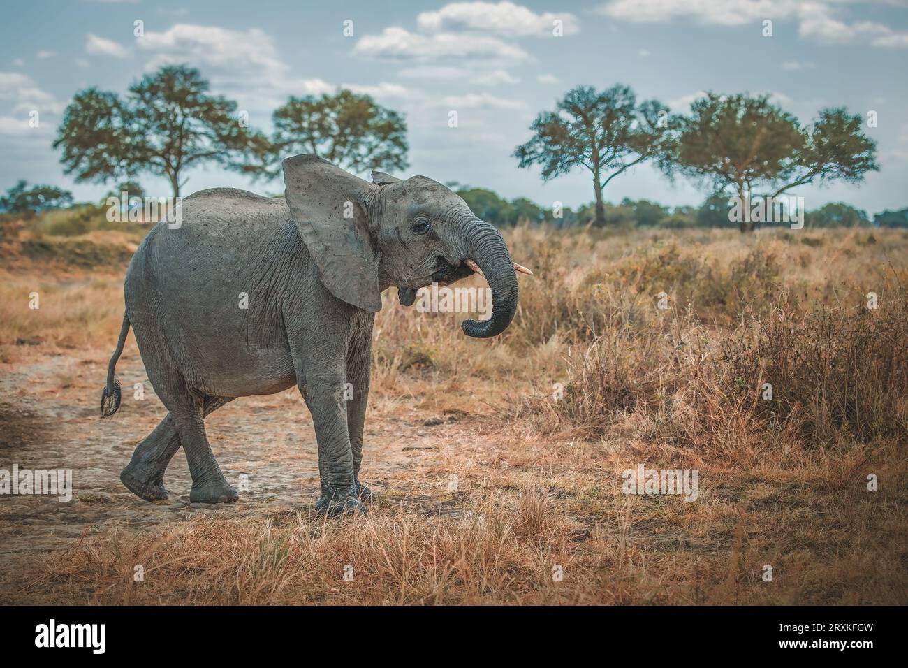 African Elephant in the wild Stock Photo - Alamy