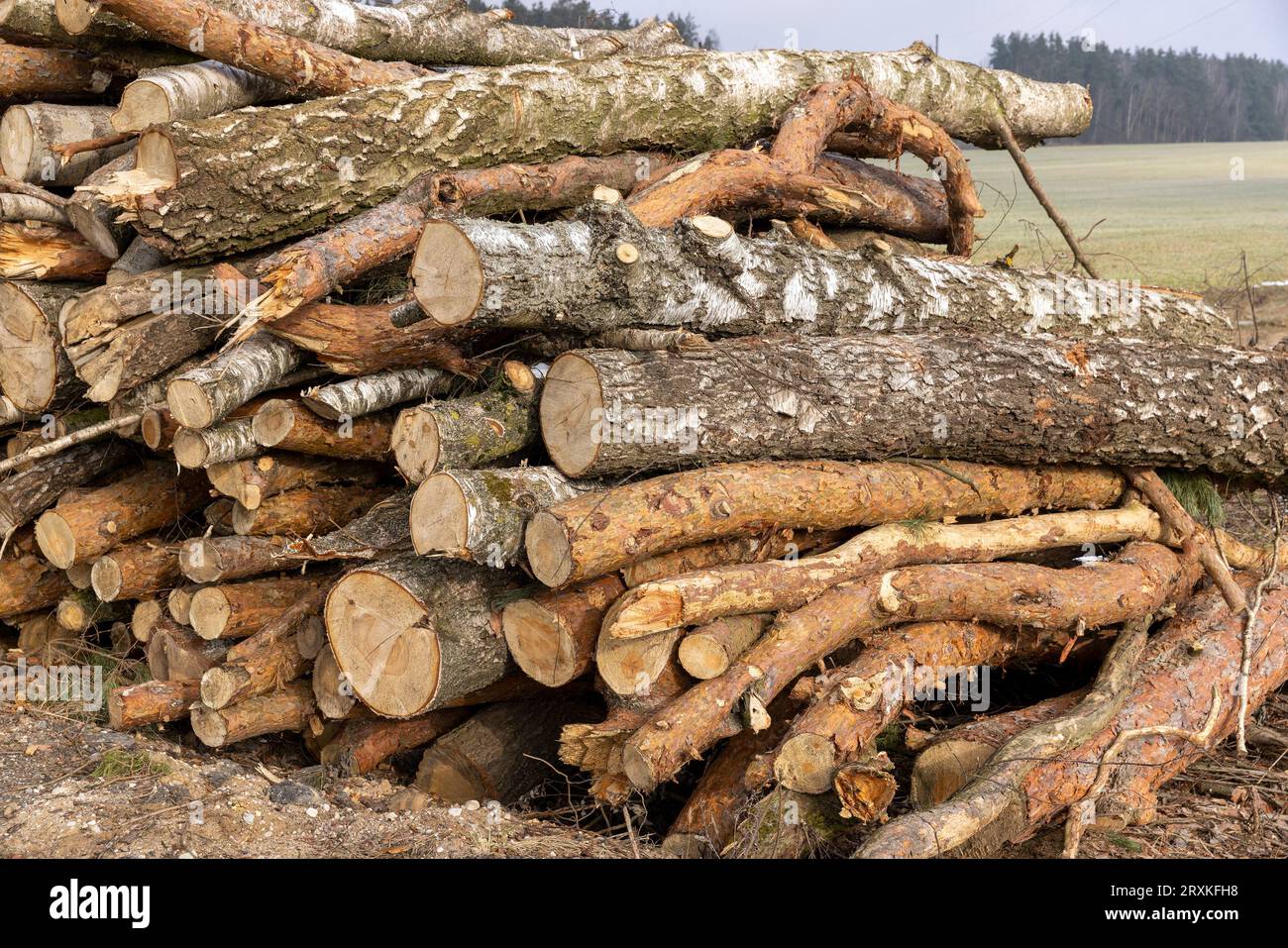 pine and other tree trunks during deforestation, stacked pile of wood ...